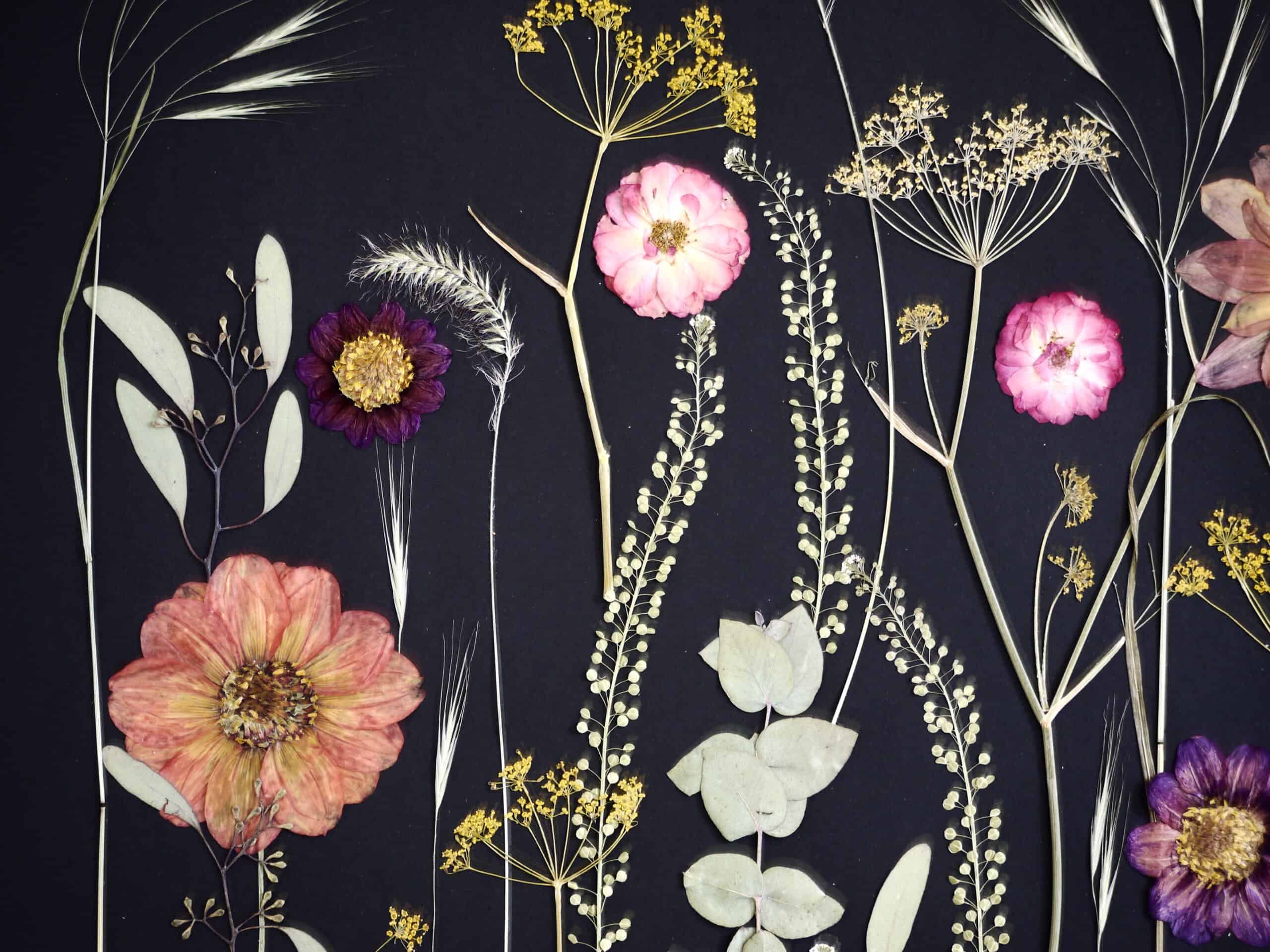 Beschimmelde bloemen in je bloemenpers - Studio Botanic