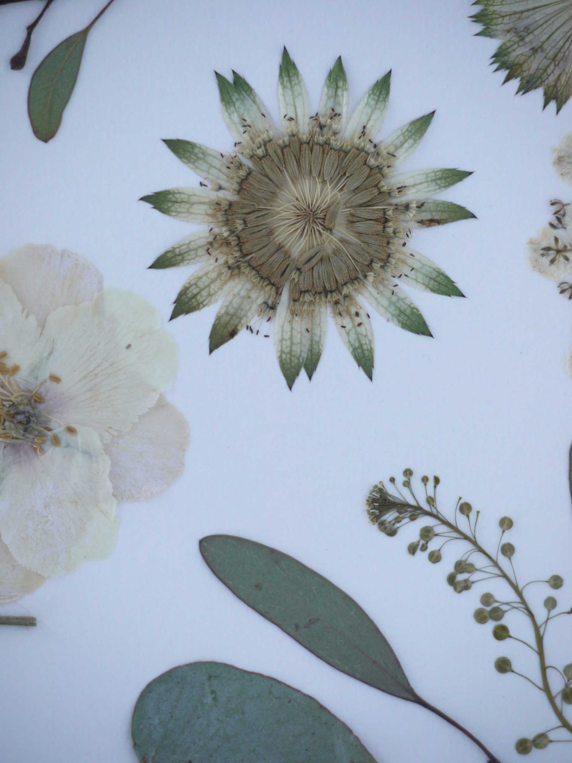 Home - Studio Botanic